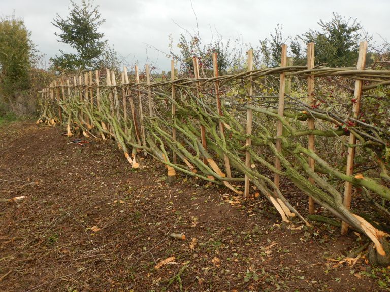 Introduction to Hedge Laying - Dunsmore Living Landscape