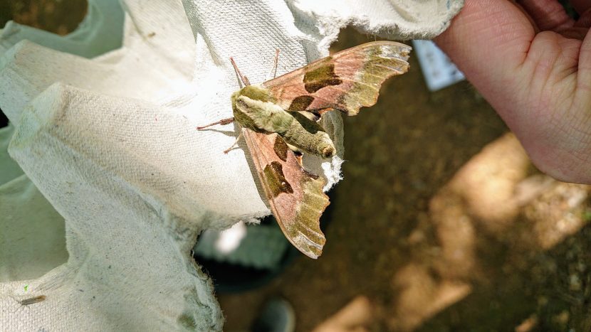 National Moth Night - Dunsmore Living Landscape